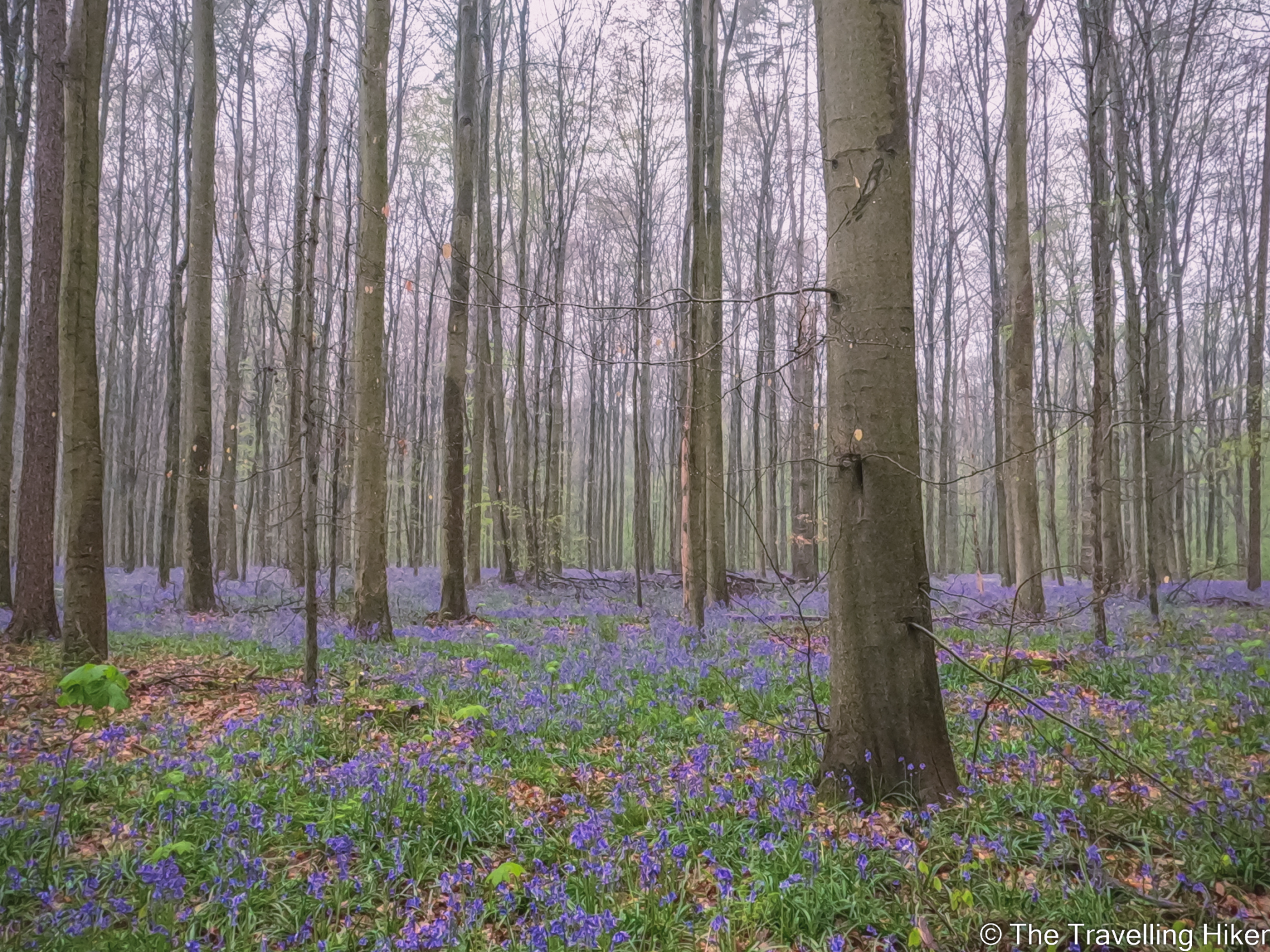 Hallerbos: The Blue Forest In Belgium - The Travelling Hiker