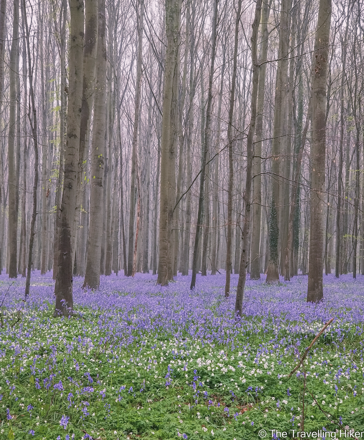 Hallerbos: The Blue Forest In Belgium - The Travelling Hiker
